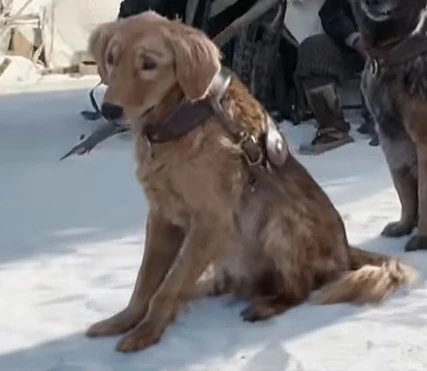 Dolly | The Call of the Wild Wiki | Fandom