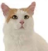 Vinny | The Cat Wiki | Fandom