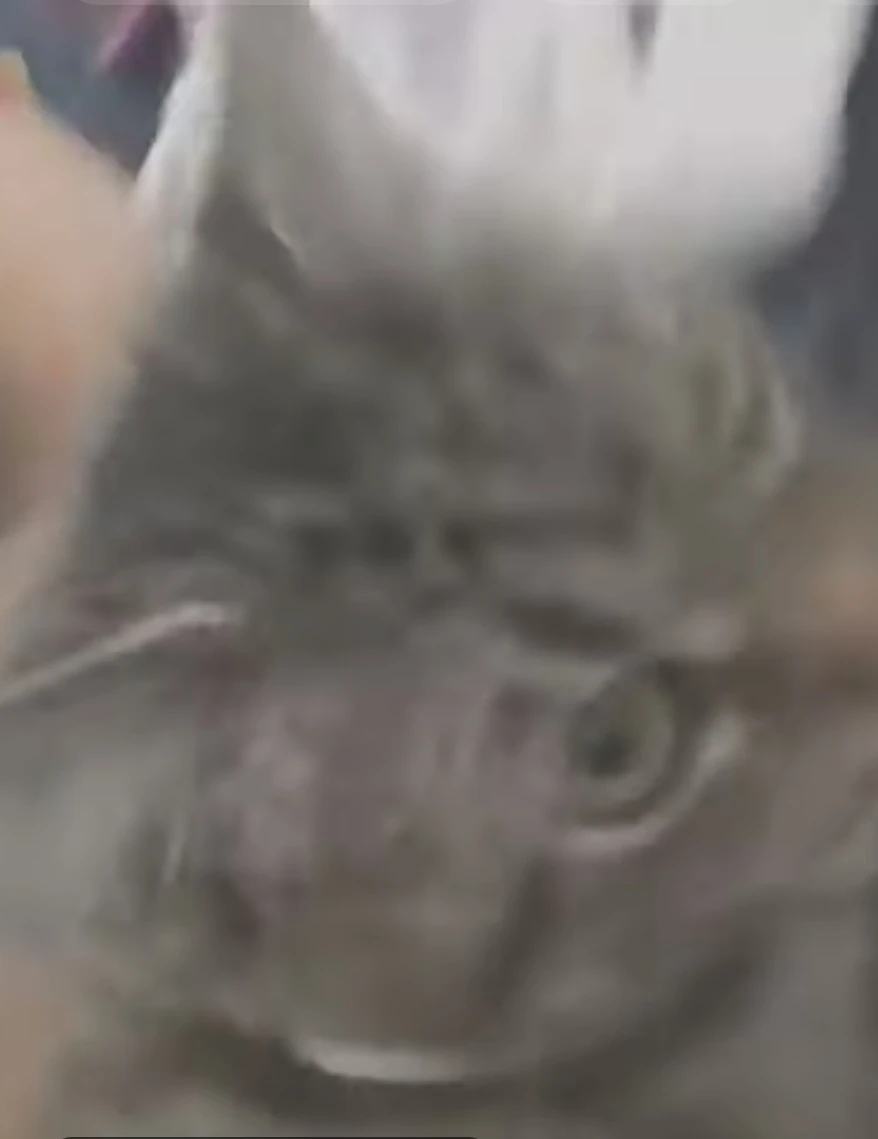 Gizmo | The CC CHANNEL Wiki | Fandom