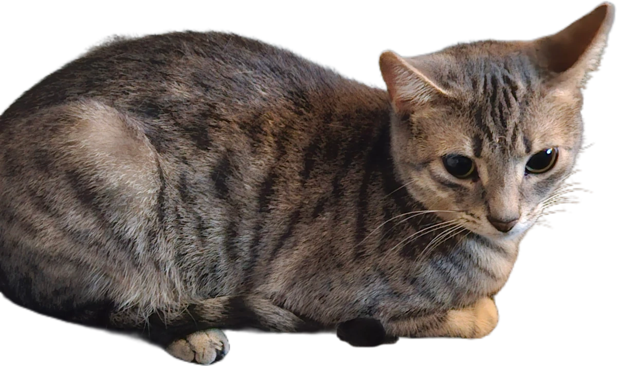 Suna | The CC CHANNEL Wiki | Fandom