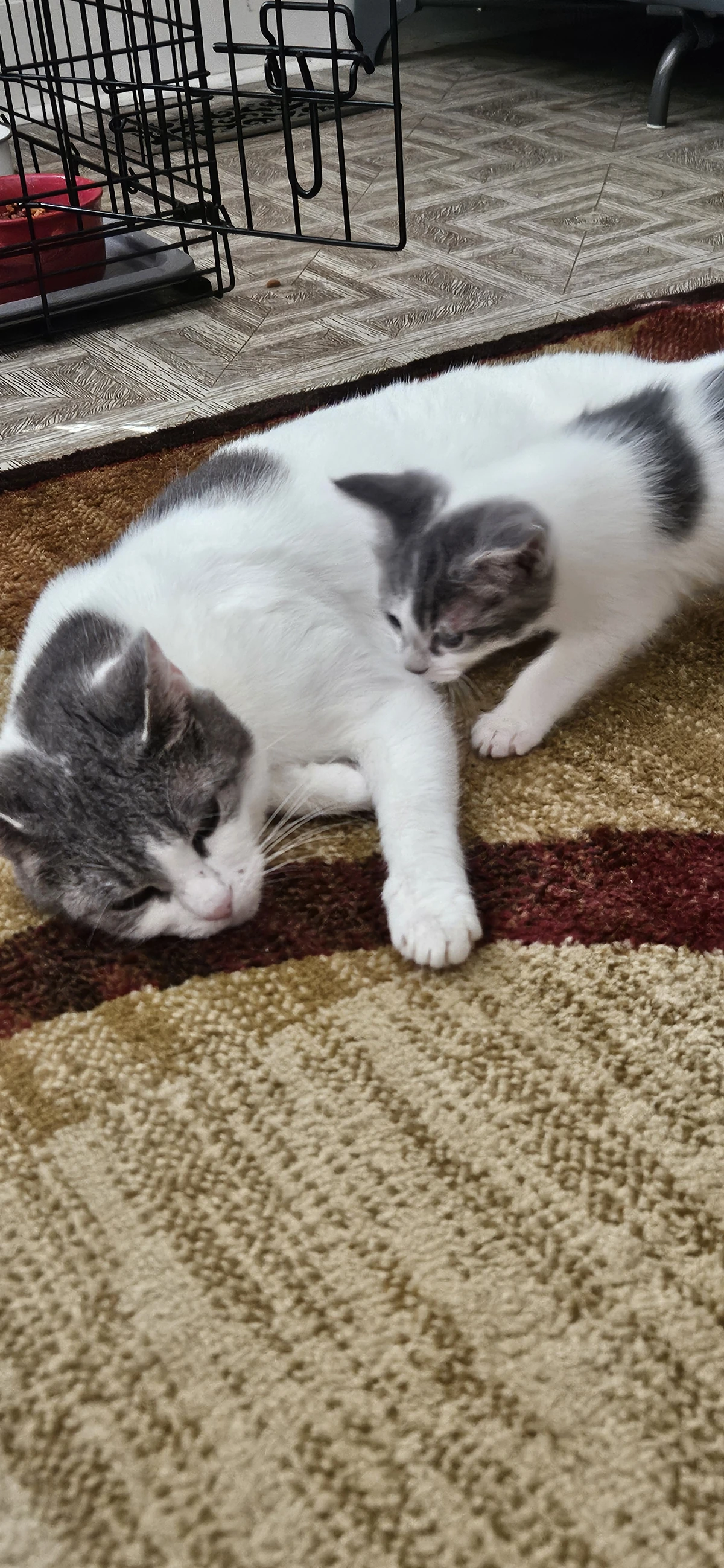 5-star buffet | The CC CHANNEL Wiki | Fandom