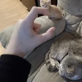 The CC Channel | The CC CHANNEL Wiki | Fandom