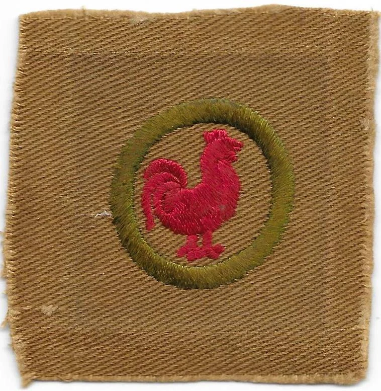 Poultry Keeping Merit Badge | The Chicken Wiki | Fandom