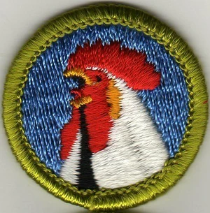Poultry Keeping Merit Badge | The Chicken Wiki | Fandom