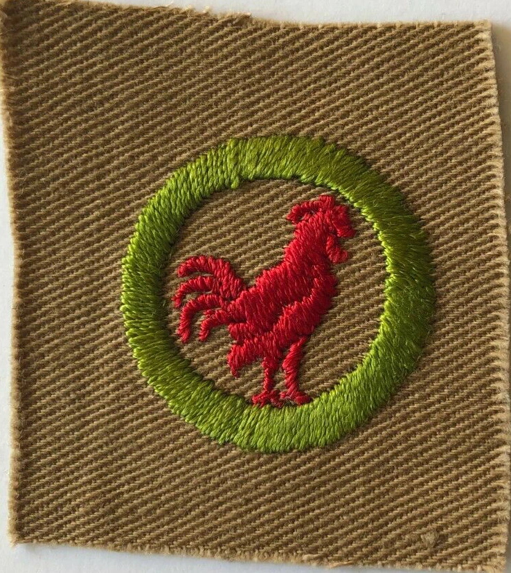 Poultry Keeping Merit Badge | The Chicken Wiki | Fandom