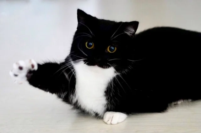 Uni cat | The contraption Wiki | Fandom