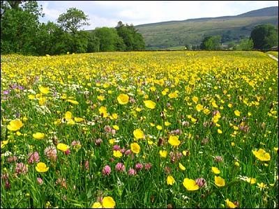 The Bonum Meadow | The Coven Wiki | Fandom