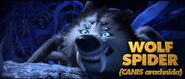 Wolf Spider | The Croods Wiki | Fandom