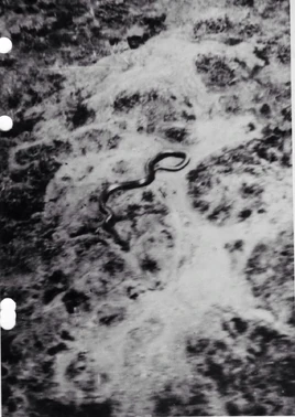 The 50 Foot Congo Snake | The Crusaders Academy Wiki | Fandom