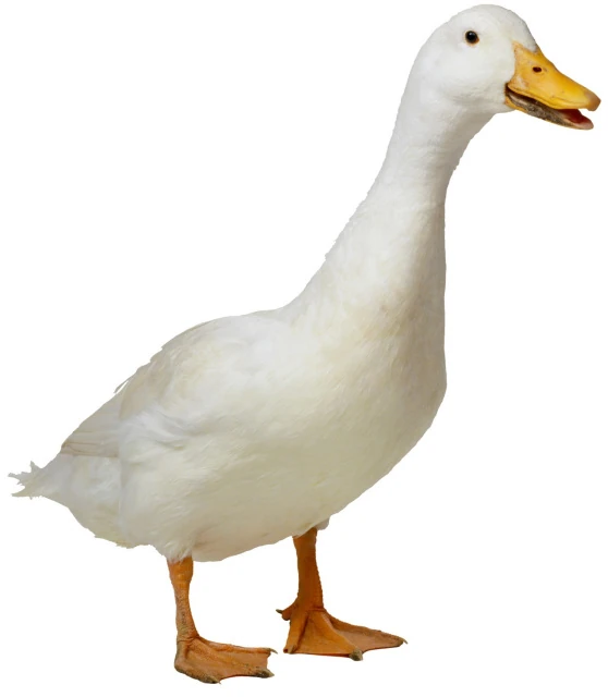 Ducks | The Cult Of Duck Wiki | Fandom