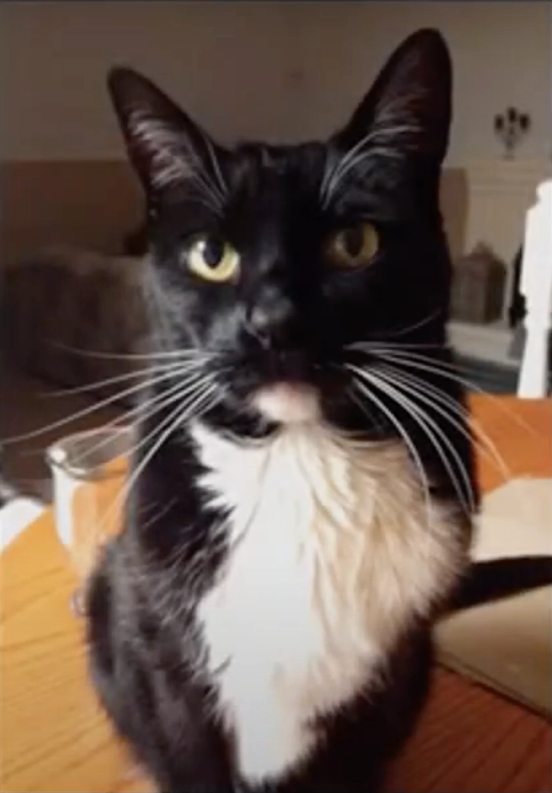 Figaro | The Cute Mario Bros & Elmo Fan Wiki | Fandom