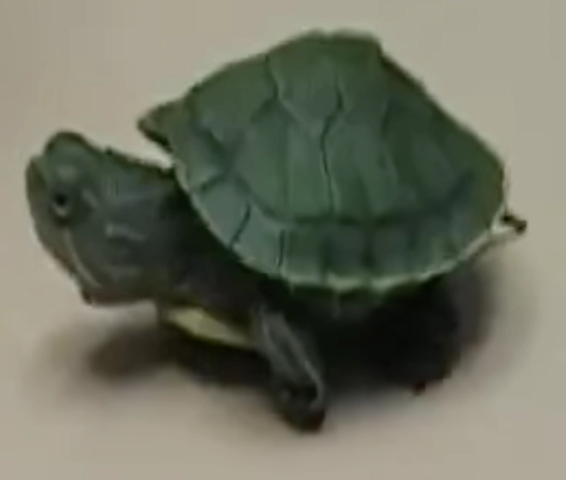 Koopa | The Cute Mario Bros & Elmo Fan Wiki | Fandom