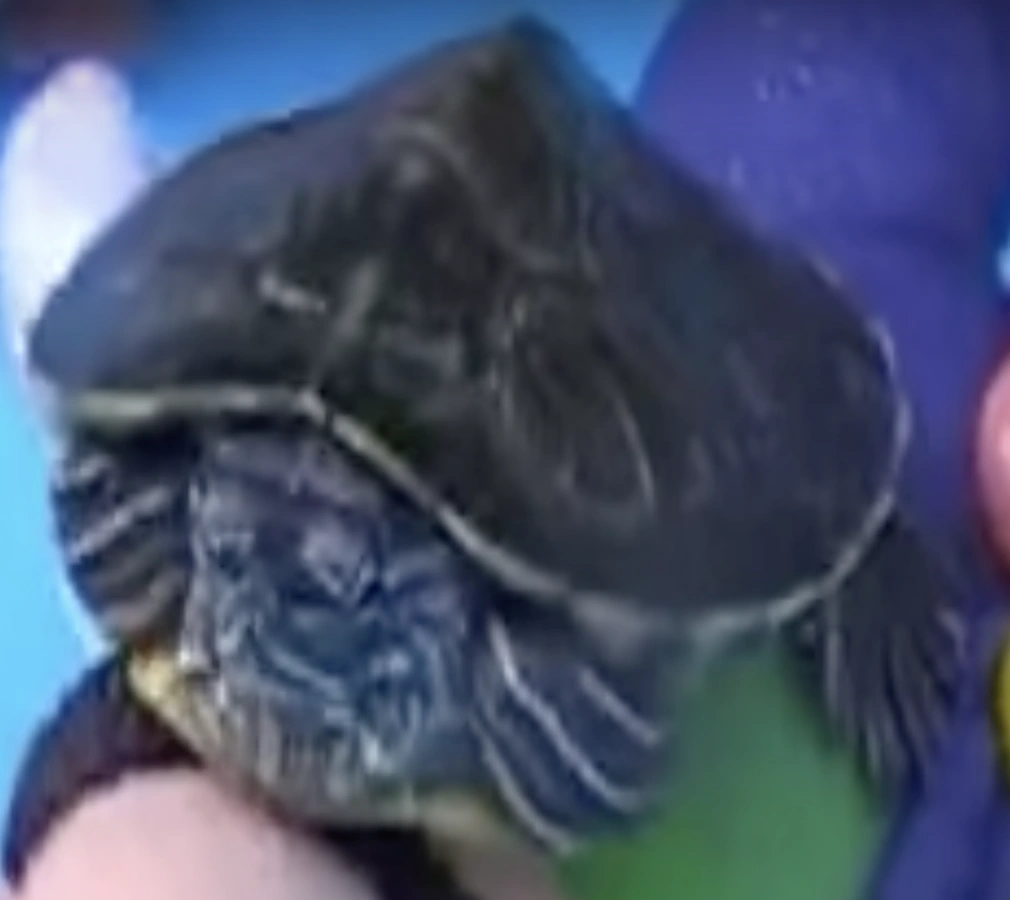 Killer Turtle (Swimming Vision) | The Cute Mario Bros & Elmo Fan Wiki ...