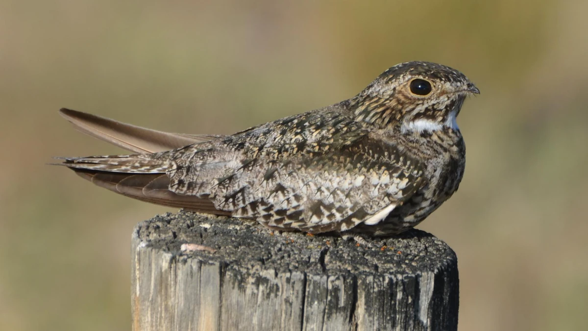 Common Nighthawk | The Cute Parody Wiki | Fandom