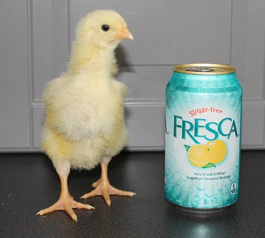 Chicken Week One | The D.A's Wiki | Fandom