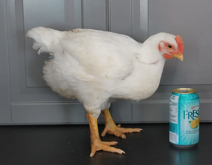 Chicken Week 6 | The D.A's Wiki | Fandom