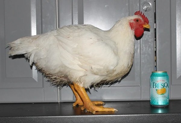 Chicken Week 9 | The D.A's Wiki | Fandom