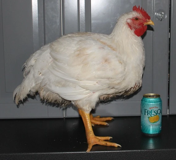 Chicken Week 10 | The D.A's Wiki | Fandom