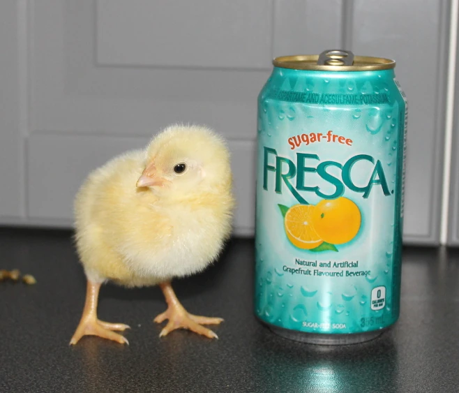 Chicken First Day | The D.A's Wiki | Fandom