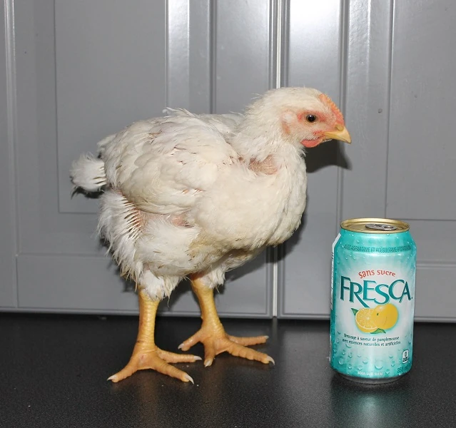 Chicken Week 4 | The D.A's Wiki | Fandom