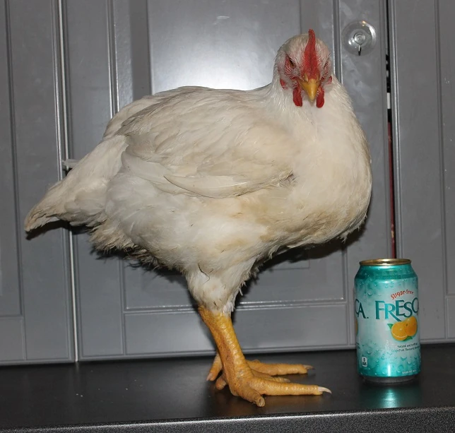 Chicken Week 8 | The D.A's Wiki | Fandom