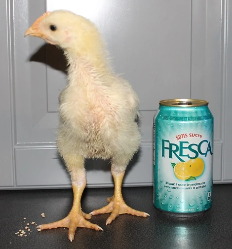 Chicken Week 2 | The D.A's Wiki | Fandom