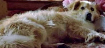 Sundae the Dog | The Dead Meat Wiki | Fandom