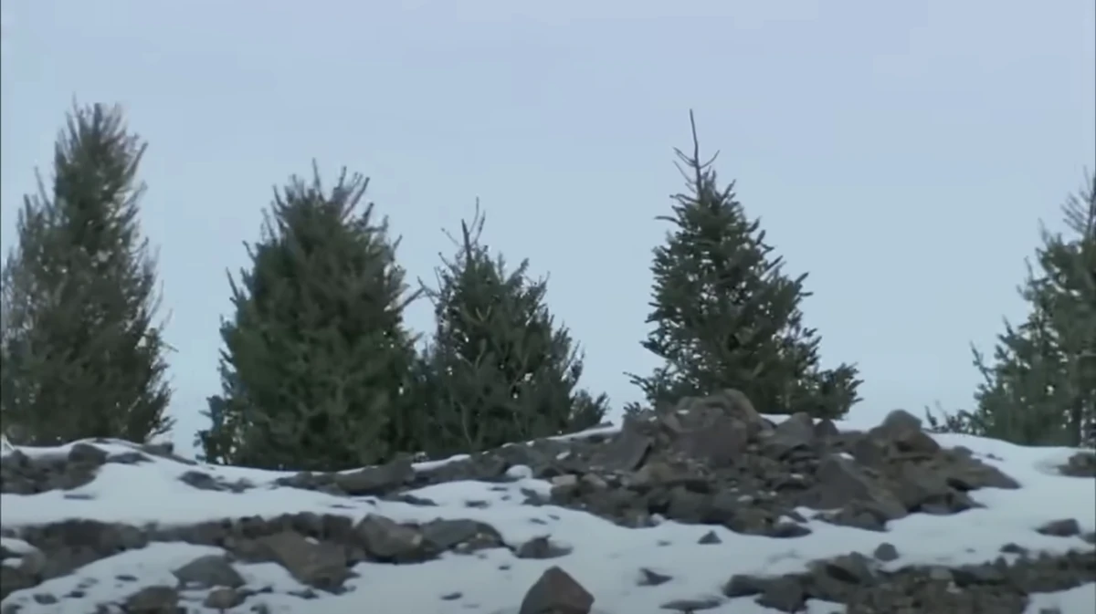 Christmas Trees (Treevenge) | The Dead Meat Wiki | Fandom