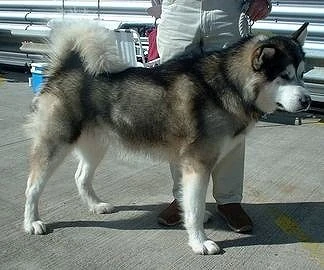 Nanook the Dog | The Dead Meat Wiki | Fandom