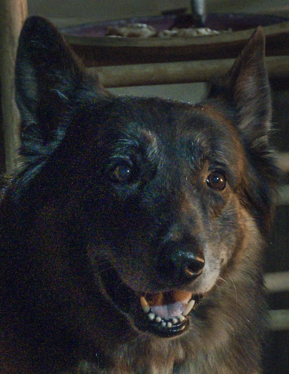 Dog | The Devil-verse Wiki | Fandom