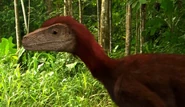 Pyroraptor | Dinosaur Planet Wiki | Fandom