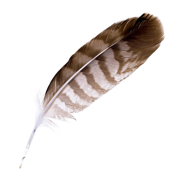 Hawk feather | The Dire Lands Wiki | Fandom