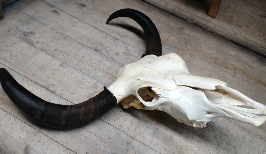 Yak skull | The Dire Lands Wiki | Fandom