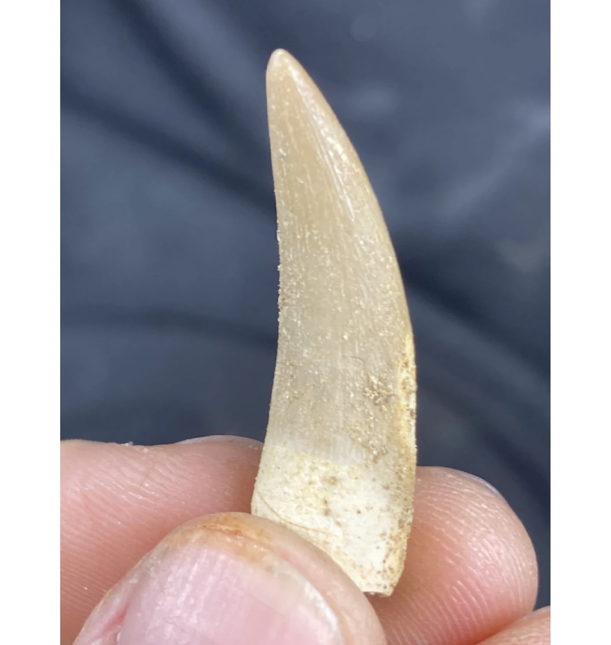 Wolf teeth | The Dire Lands Wiki | Fandom