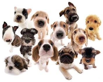 THE DOG COLLECTION ARTLIST Wiki | Fandom