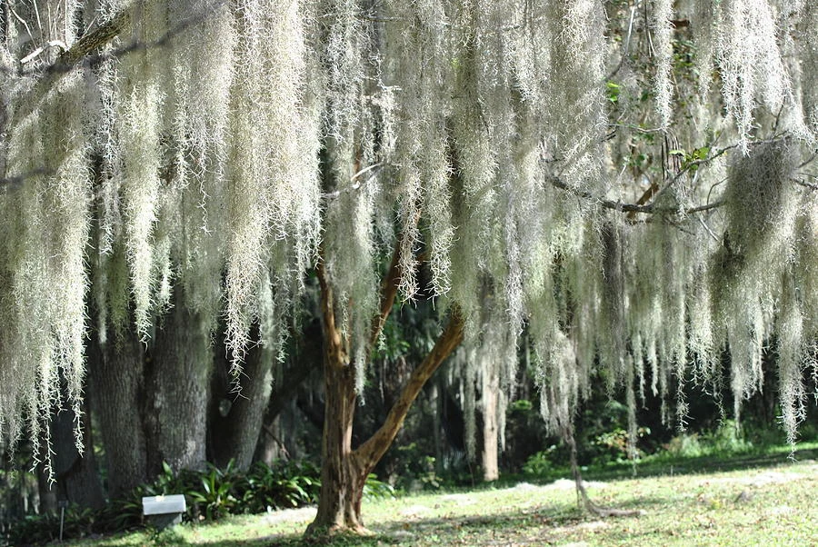 Tangletree | The Dragonheart Wiki | Fandom