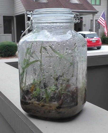 "Hidden Secret" Terrarium (Dustin Pak) | The Ecosphere Wiki | Fandom