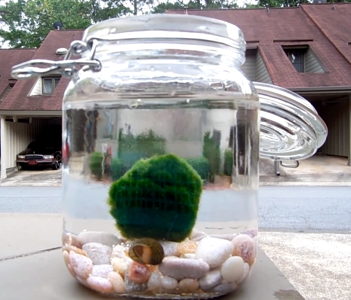 DIY Ecosphere | The Ecosphere Wiki | Fandom