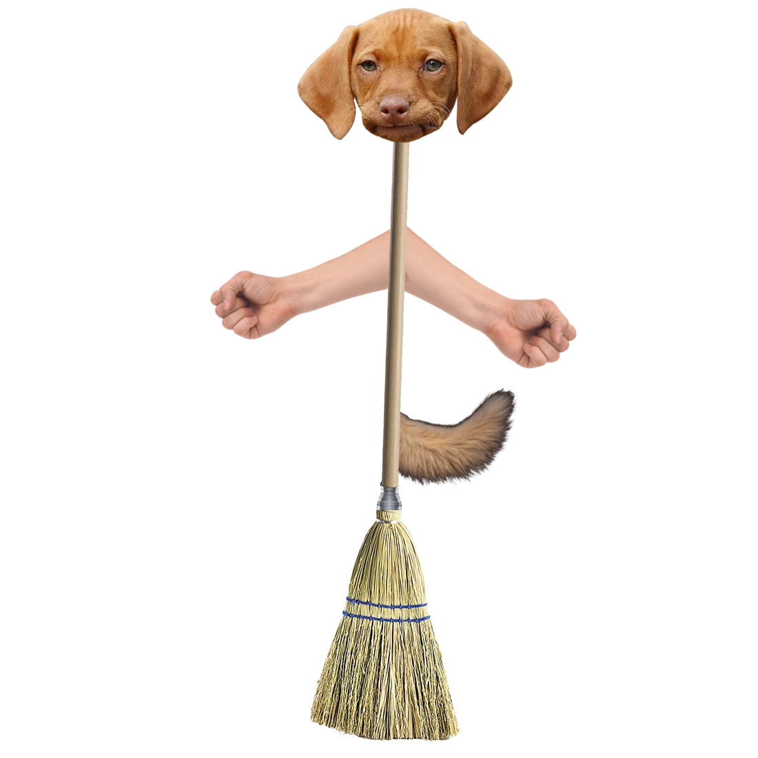 Dog Broom/Gallery | The enigma of the mind Wiki | Fandom