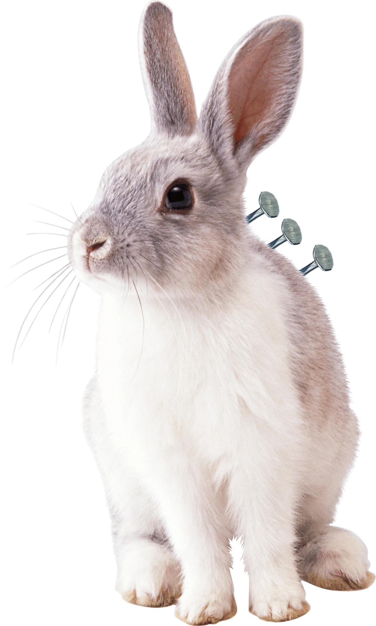 Bolt Bunny | The enigma of the mind Wiki | Fandom