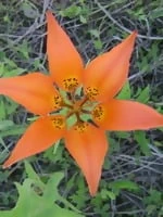 Lynse | The Fanfiction Multiverse Wiki | Fandom