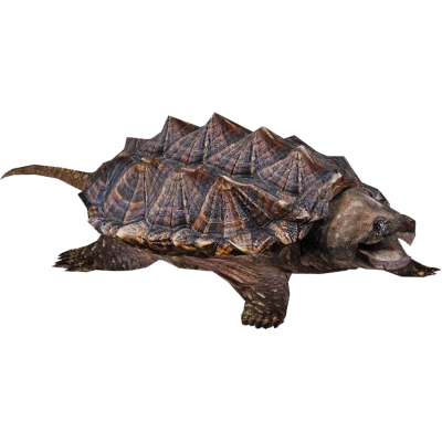 Angry Spike Turtles | The fanon boss fights Wiki | Fandom