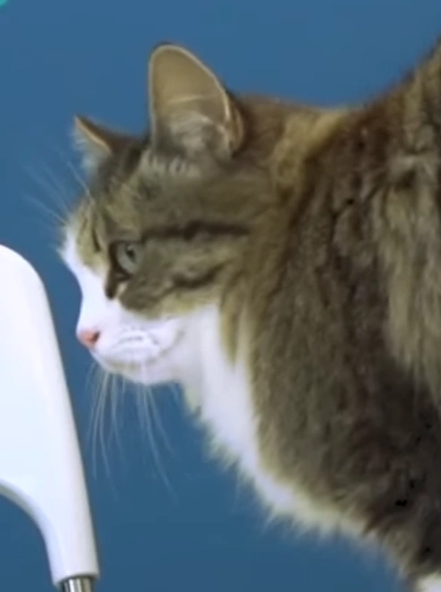 Miley Cat Cyrus (Cat) | The fine bros Wiki | Fandom