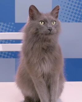 Cat Drogo (Cat) | The fine bros Wiki | Fandom