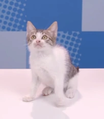 Pippin (Cat) | The fine bros Wiki | Fandom
