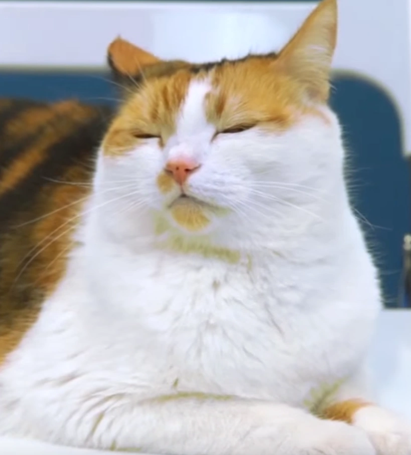 Squid (Cat) | The fine bros Wiki | Fandom