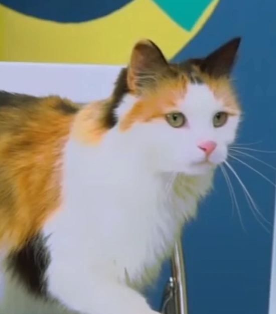 Dave (Cat) | The fine bros Wiki | Fandom