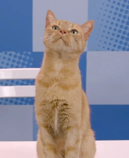 OJ (Cat) | The fine bros Wiki | Fandom