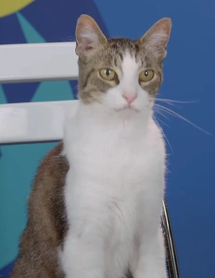 Aaron Catter (Cat) | The fine bros Wiki | Fandom