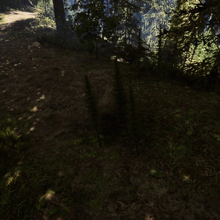 Хвощ SOTF | The Forest вики | Fandom